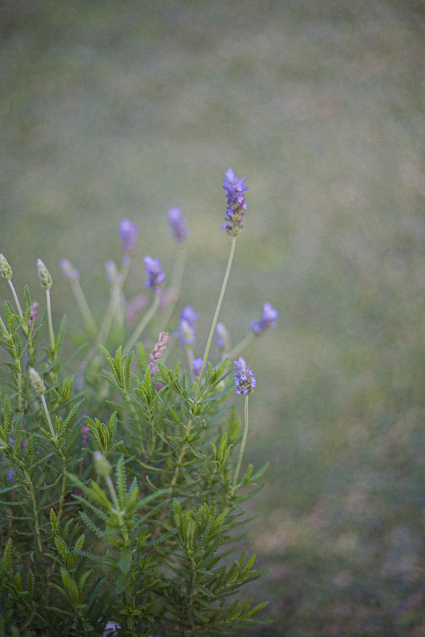 Lavanda Naturaleza Salvaje - Foto gratis en Pixabay