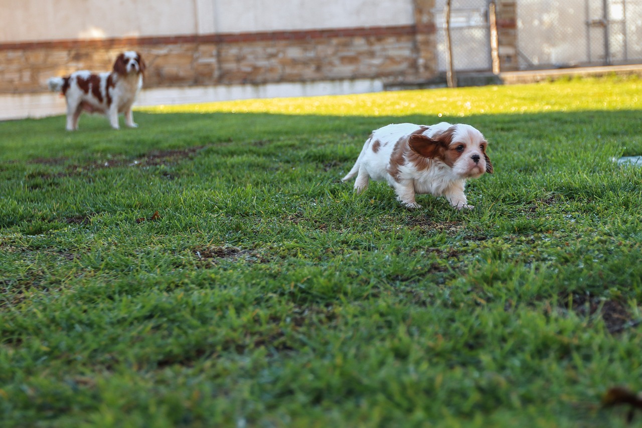 Dog Cavalier Baby - Free photo on Pixabay - Pixabay
