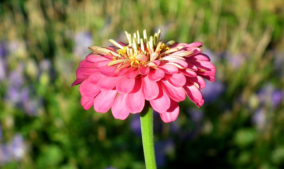 Zinnia Flor Rosado - Foto gratis en Pixabay - Pixabay