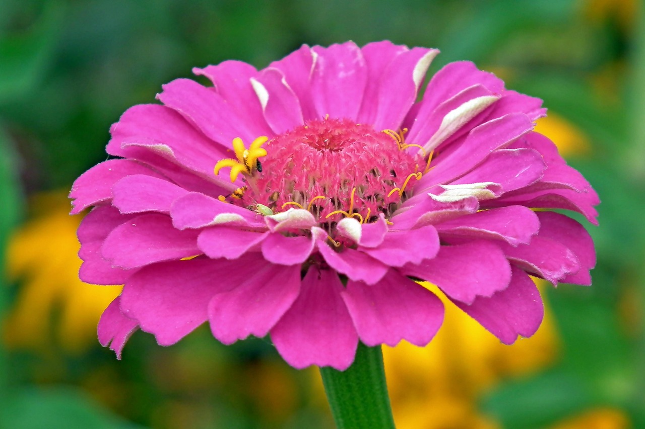Zinnia Flor Rosado - Foto gratis en Pixabay - Pixabay