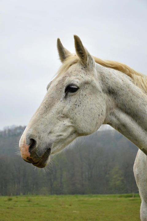 Cheval Blanc Nature - Photo gratuite sur Pixabay - Pixabay