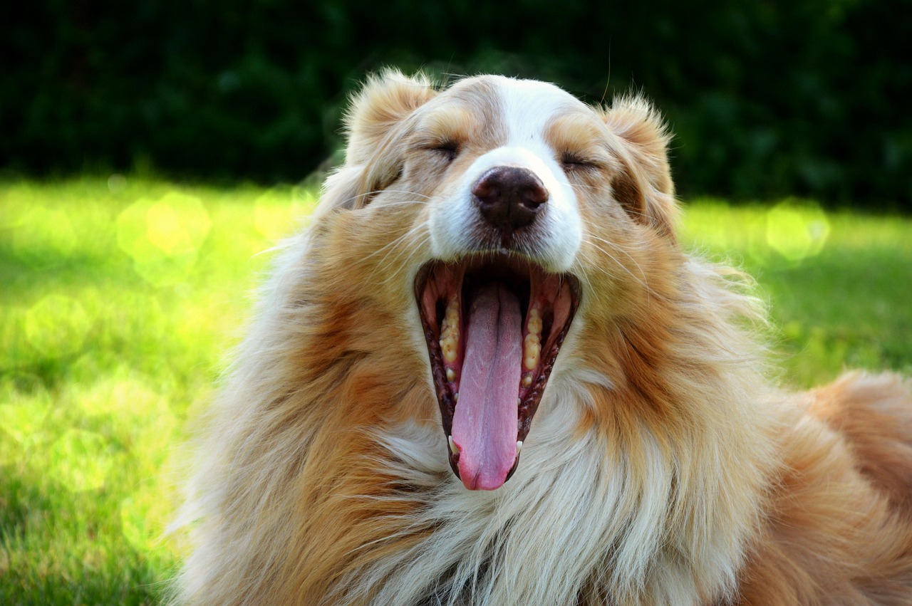 Aussie Shepherd Dog - Free photo on Pixabay - Pixabay