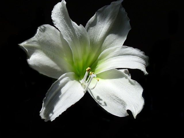 Flor Branco Verde - Foto gratuita no Pixabay - Pixabay
