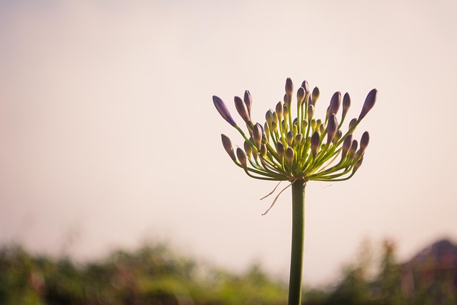 Flower Nice View Nature - Free photo on Pixabay - Pixabay