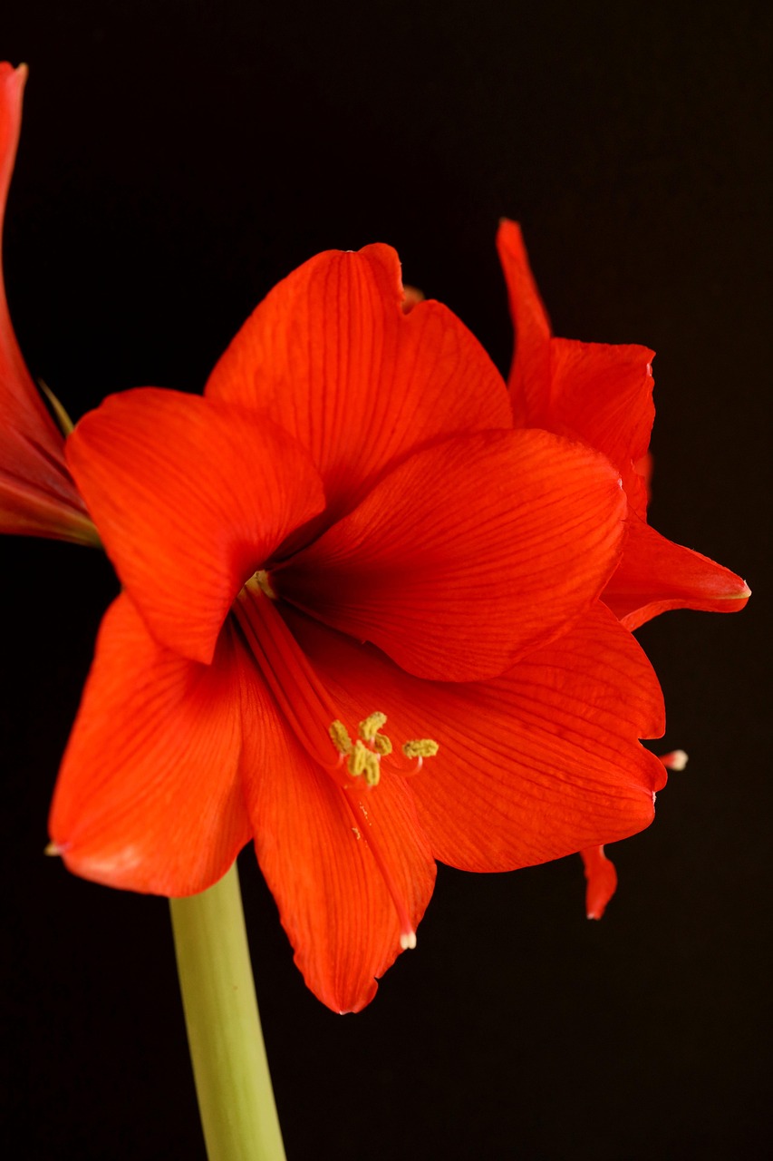 Amaryllis Fleur Noël - Photo gratuite sur Pixabay - Pixabay