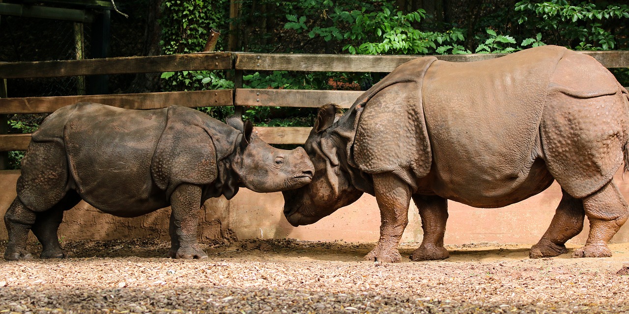 Wildlife Rhino Africa - Free photo on Pixabay