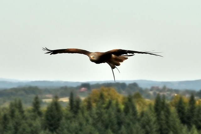 Eagle Bird Heaven - Free photo on Pixabay