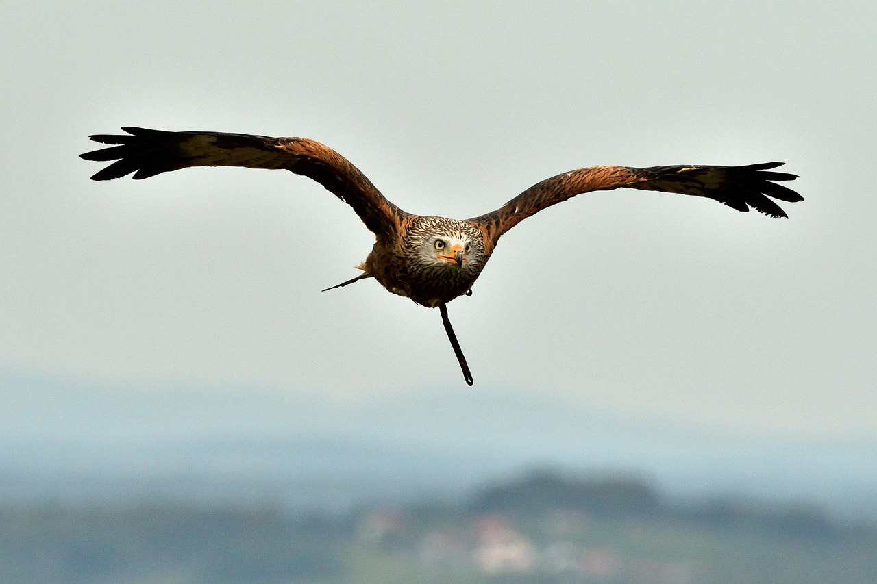 Burung Rajawali - Foto gratis di Pixabay - Pixabay