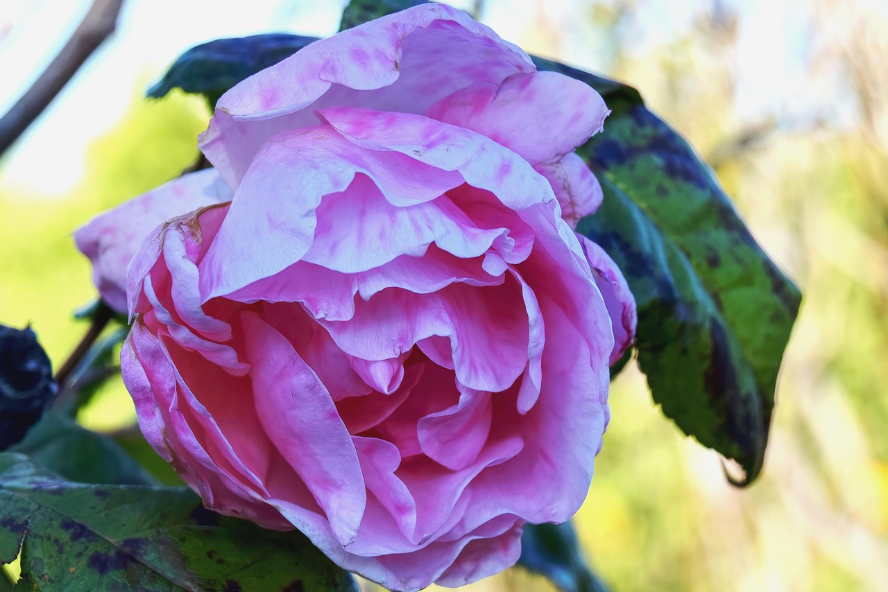 Floral Rosa Petals - Free photo on Pixabay - Pixabay