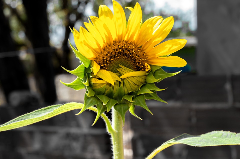 Beautiful Closeup Green - Free photo on Pixabay - Pixabay