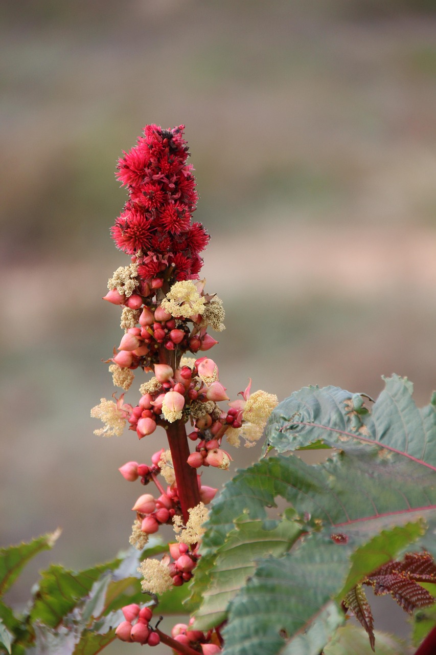 300,000+ Free Castor Plant & Tick Images - Pixabay