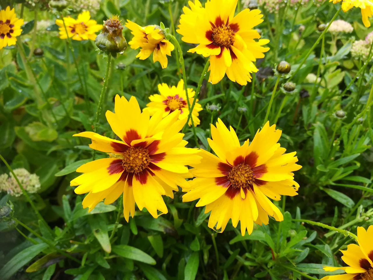 Blumen Natur Feld Gelbe - Kostenloses Foto auf Pixabay