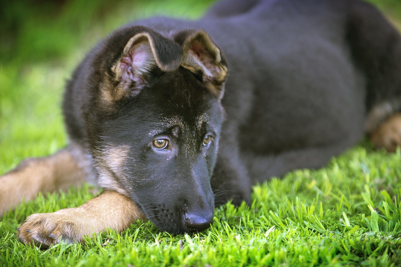 Ciobanesc German Câine Catelus - Fotografie gratuită pe Pixabay - Pixabay