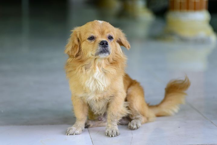 100 多张免费的“Japanese Dog”和“狗”照片 - Pixabay