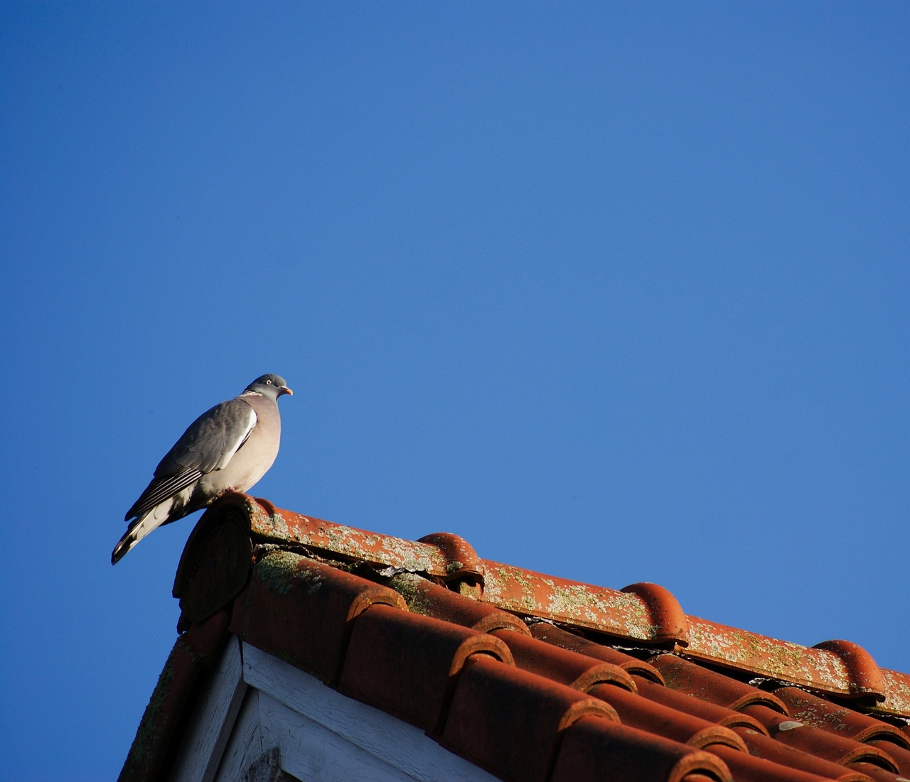 Dove Roof Bird - Free photo on Pixabay - Pixabay
