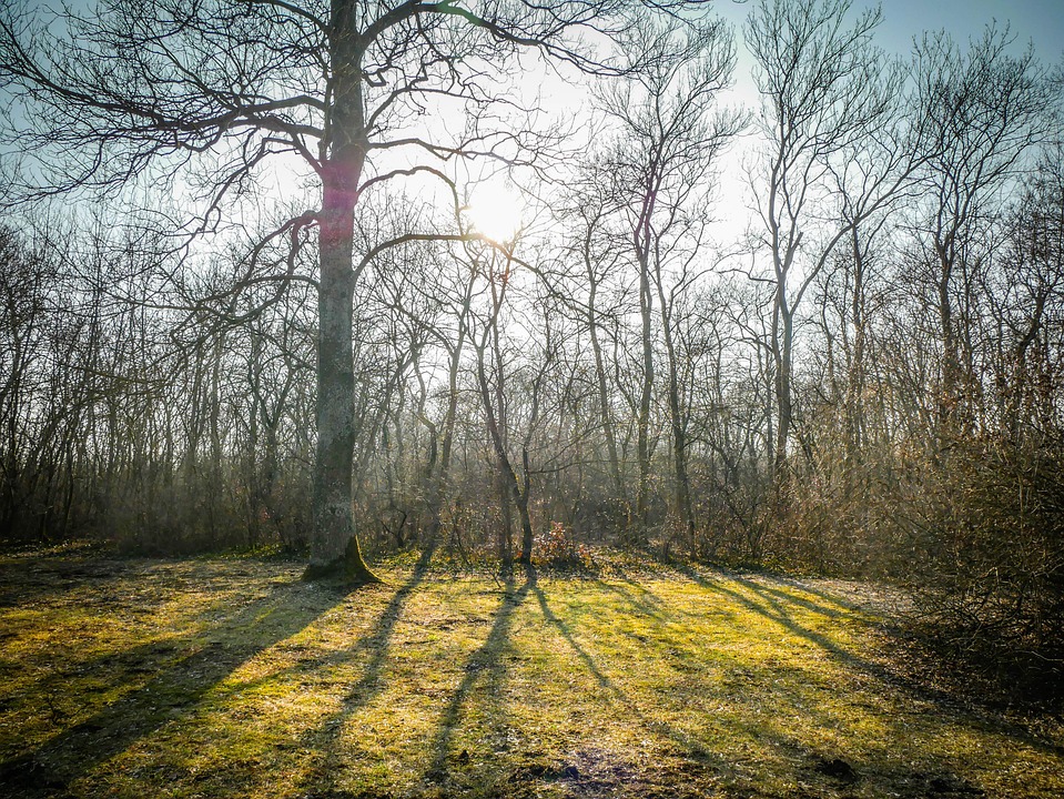 Outdoor Wood Forest - Free photo on Pixabay