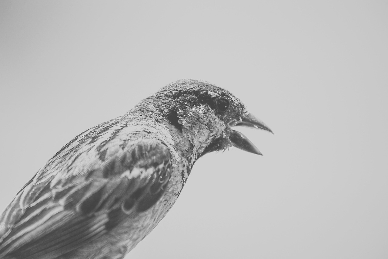 8,000+ Free Shout-Out & Shout Photos - Pixabay