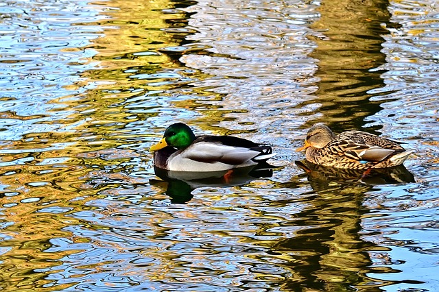 Faune La Nature Colverts - Photo gratuite sur Pixabay - Pixabay