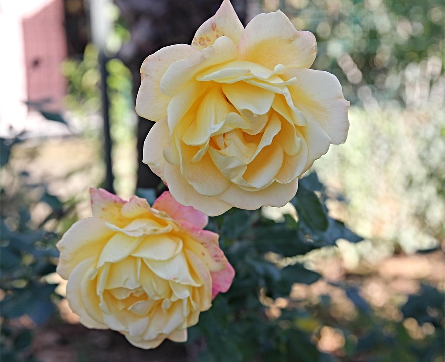 Rose Blume Romantisch - Kostenloses Foto auf Pixabay - Pixabay