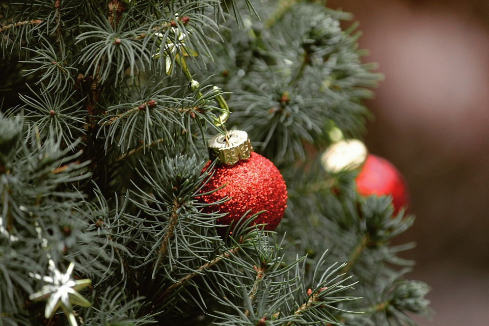 Christmas Tree Fir - Free photo on Pixabay
