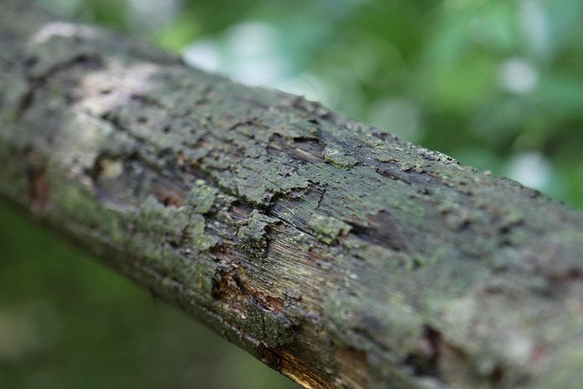 Natur Holz Baum - Kostenloses Foto auf Pixabay - Pixabay