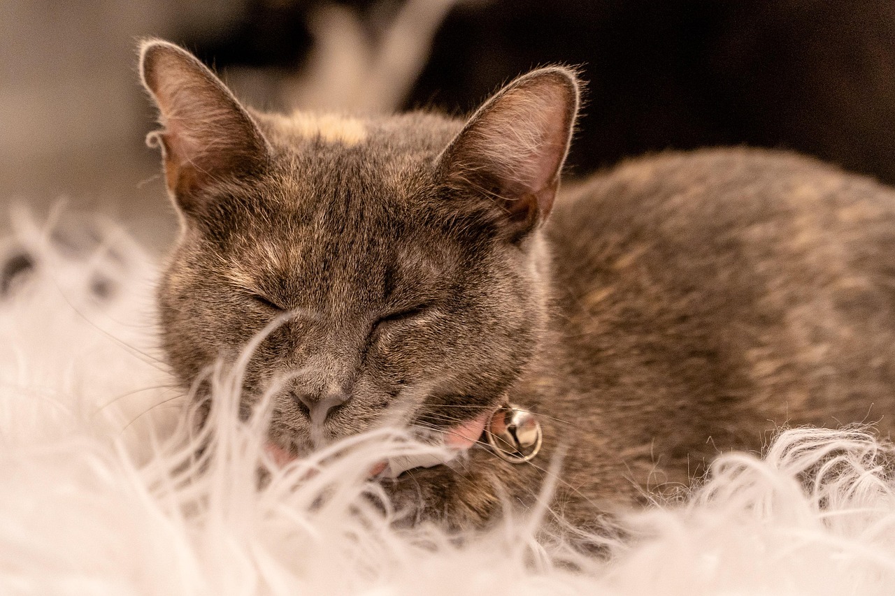Gatito Gato Linda - Foto gratis en Pixabay - Pixabay