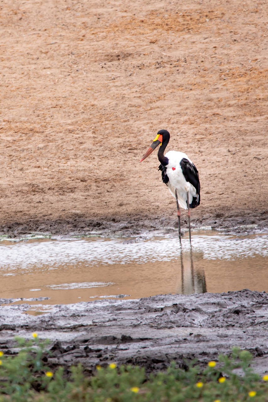 Stork Children Babies - Free photo on Pixabay - Pixabay