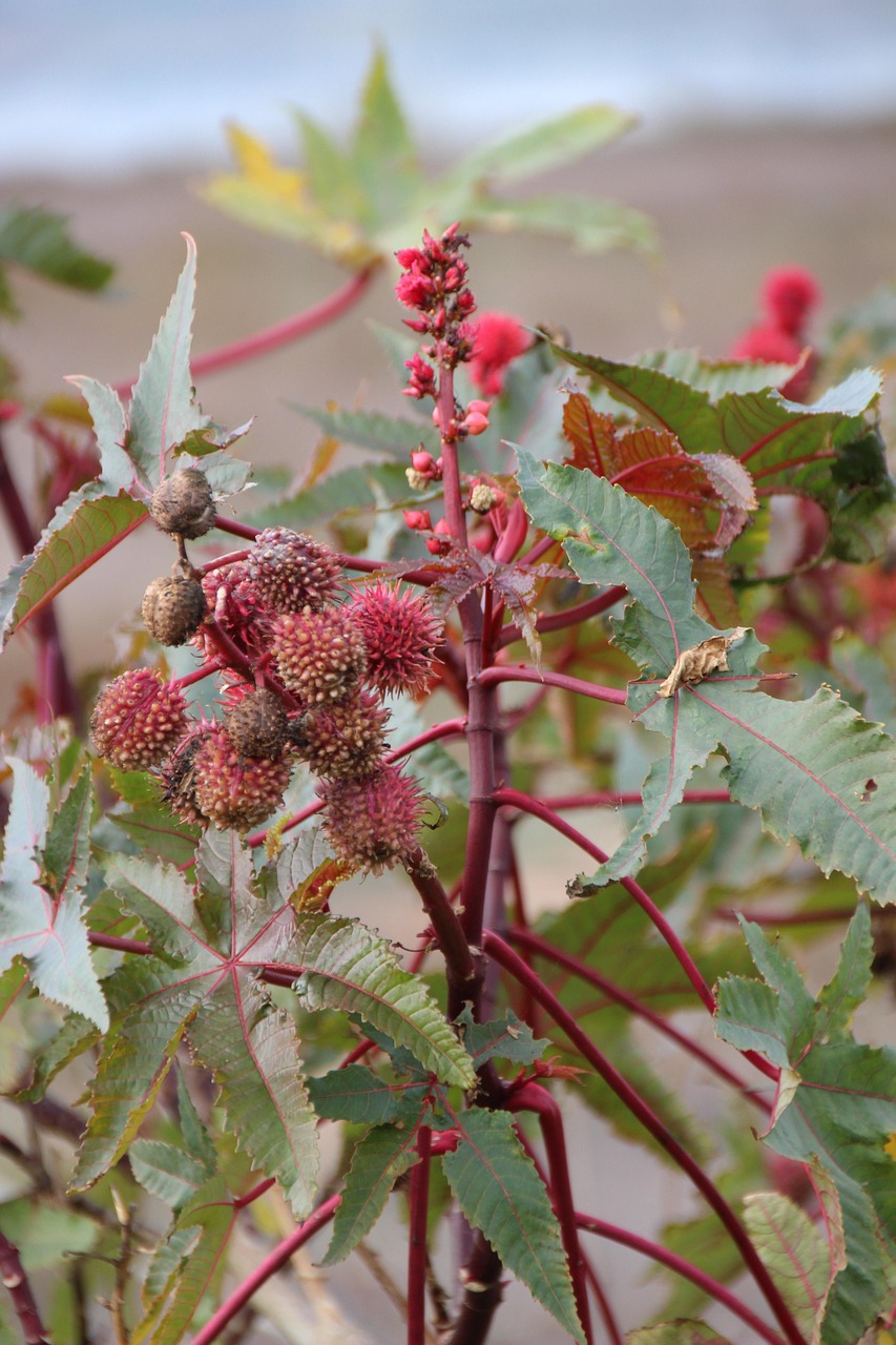 Castor Oil Ricinus Comunis L - Free photo on Pixabay - Pixabay