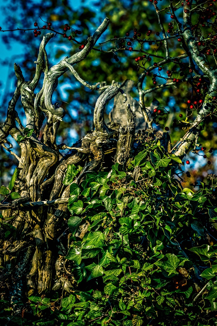 Naturaleza Vegetación Verde - Foto gratis en Pixabay - Pixabay