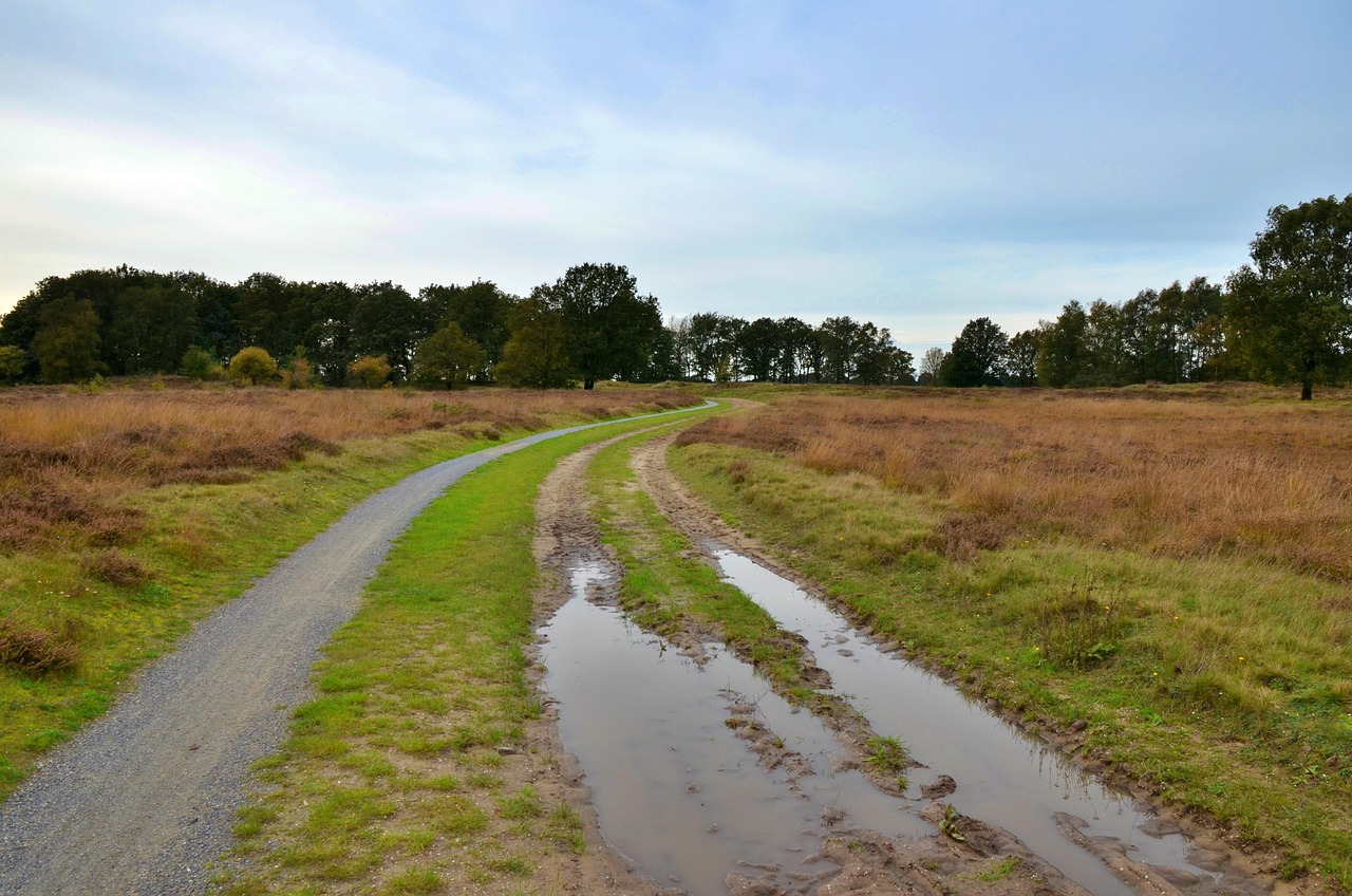 Balloerveld Niederlande Heidekraut - Kostenloses Foto auf Pixabay - Pixabay