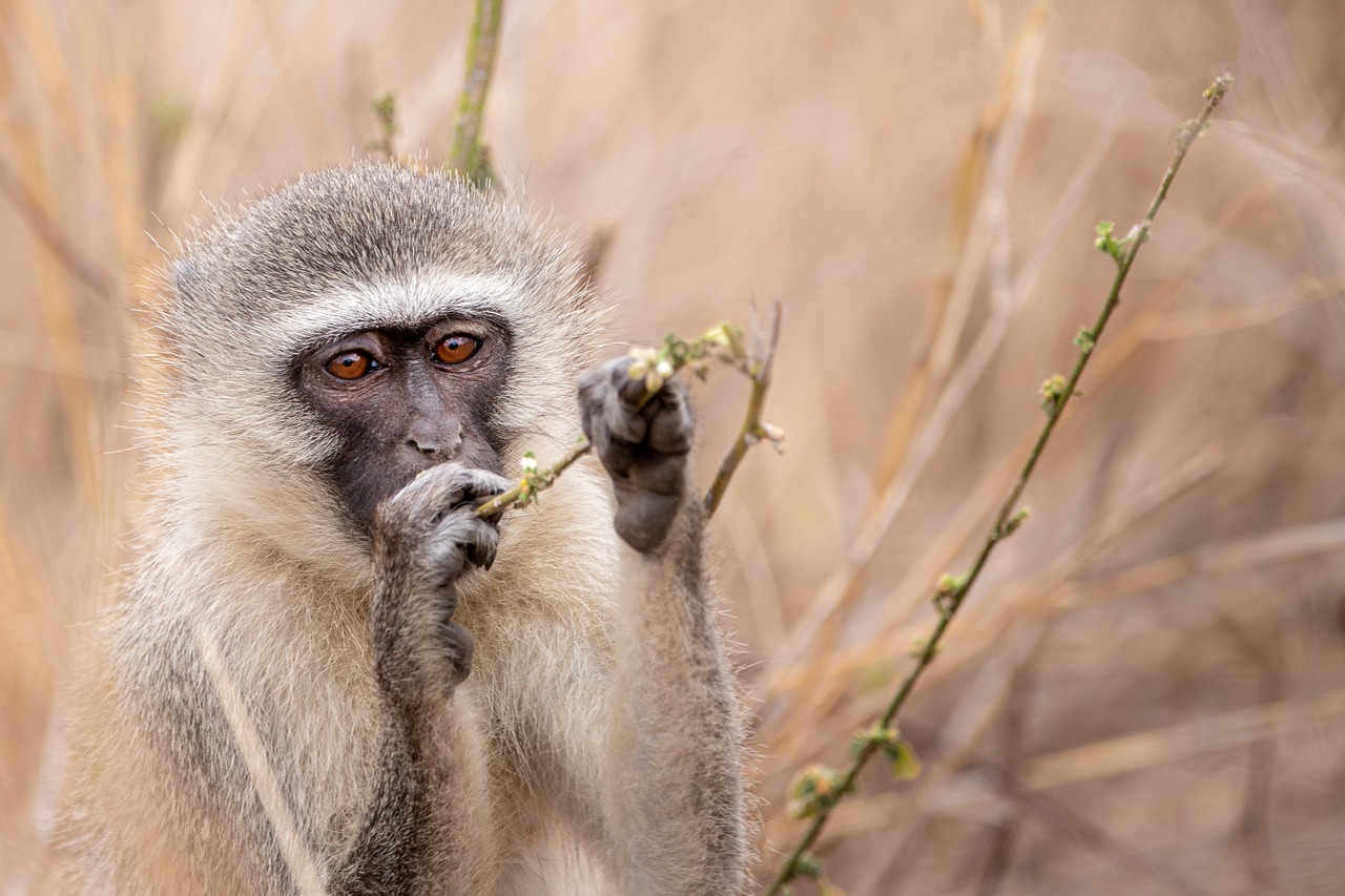 3,000+ Free Apes & Monkey Photos - Pixabay