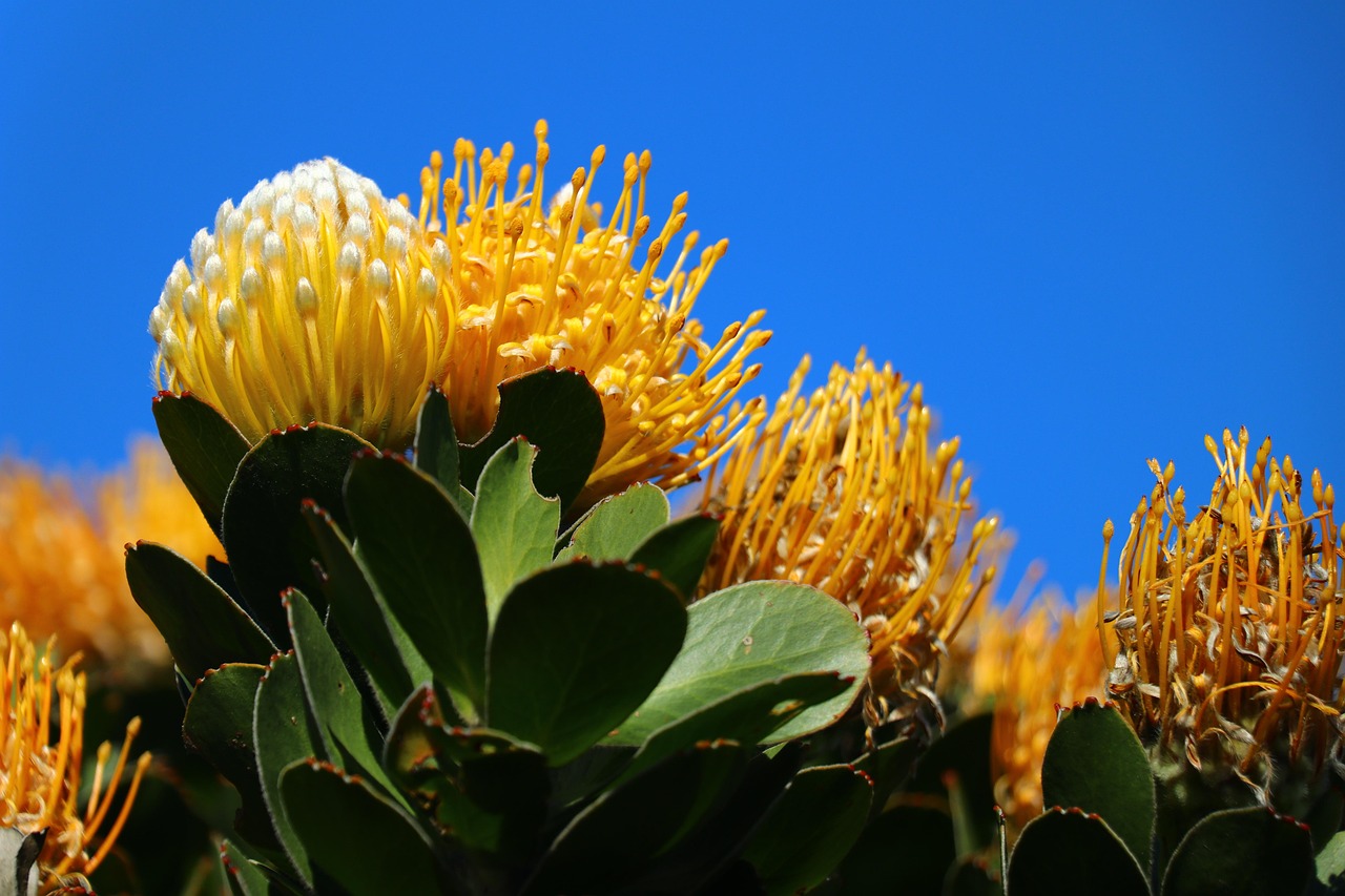 100+ Free Protea Flower & Protea Images - Pixabay