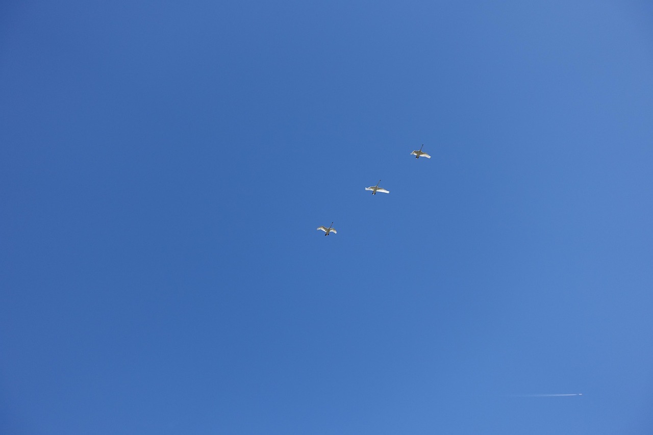 The Wild Geese Bird Birds - Free photo on Pixabay - Pixabay