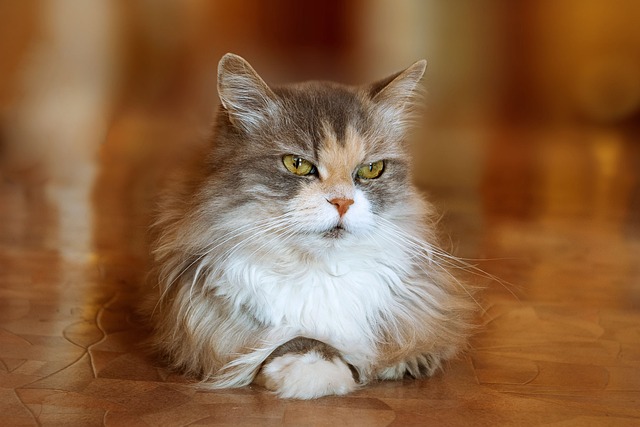 Chat Fourrure Animaux - Photo gratuite sur Pixabay - Pixabay