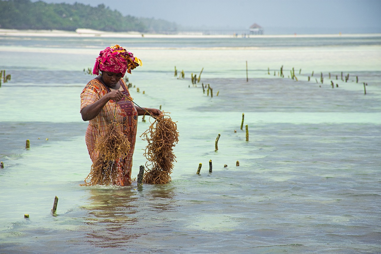 30,000+ Free Zanzibar Island & Zanzibar Images - Pixabay