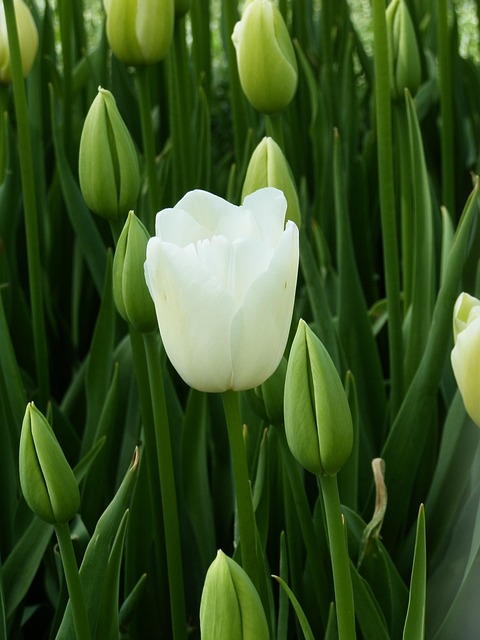 White Flower Tulip - Free photo on Pixabay