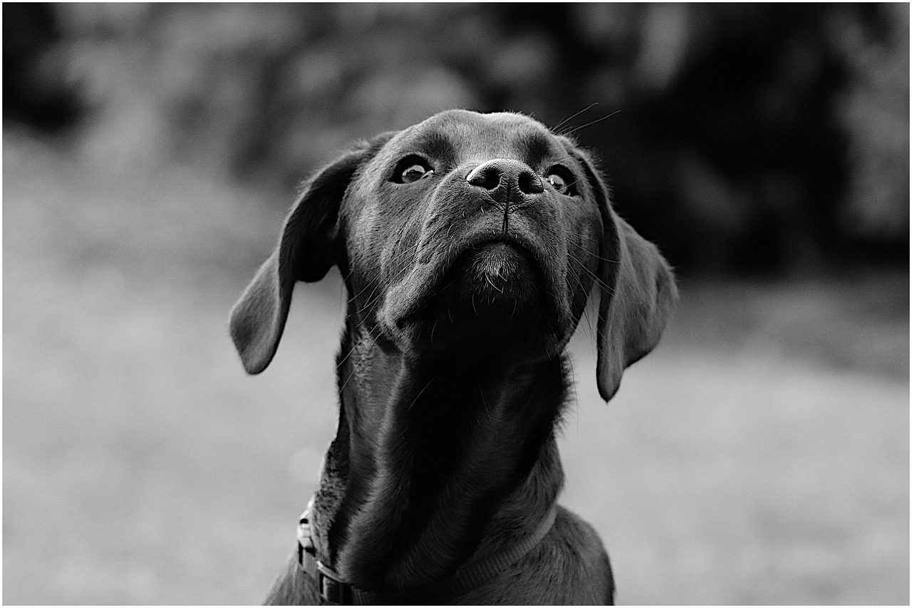 Cachorro Animal Doméstico - Foto gratuita no Pixabay - Pixabay