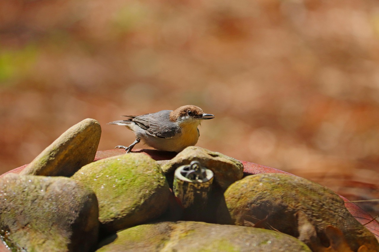 Bird Wildlife Brown And Tan - Free photo on Pixabay - Pixabay