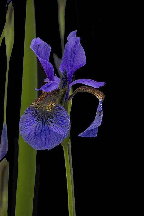 Iris Flower Blossom - Free photo on Pixabay