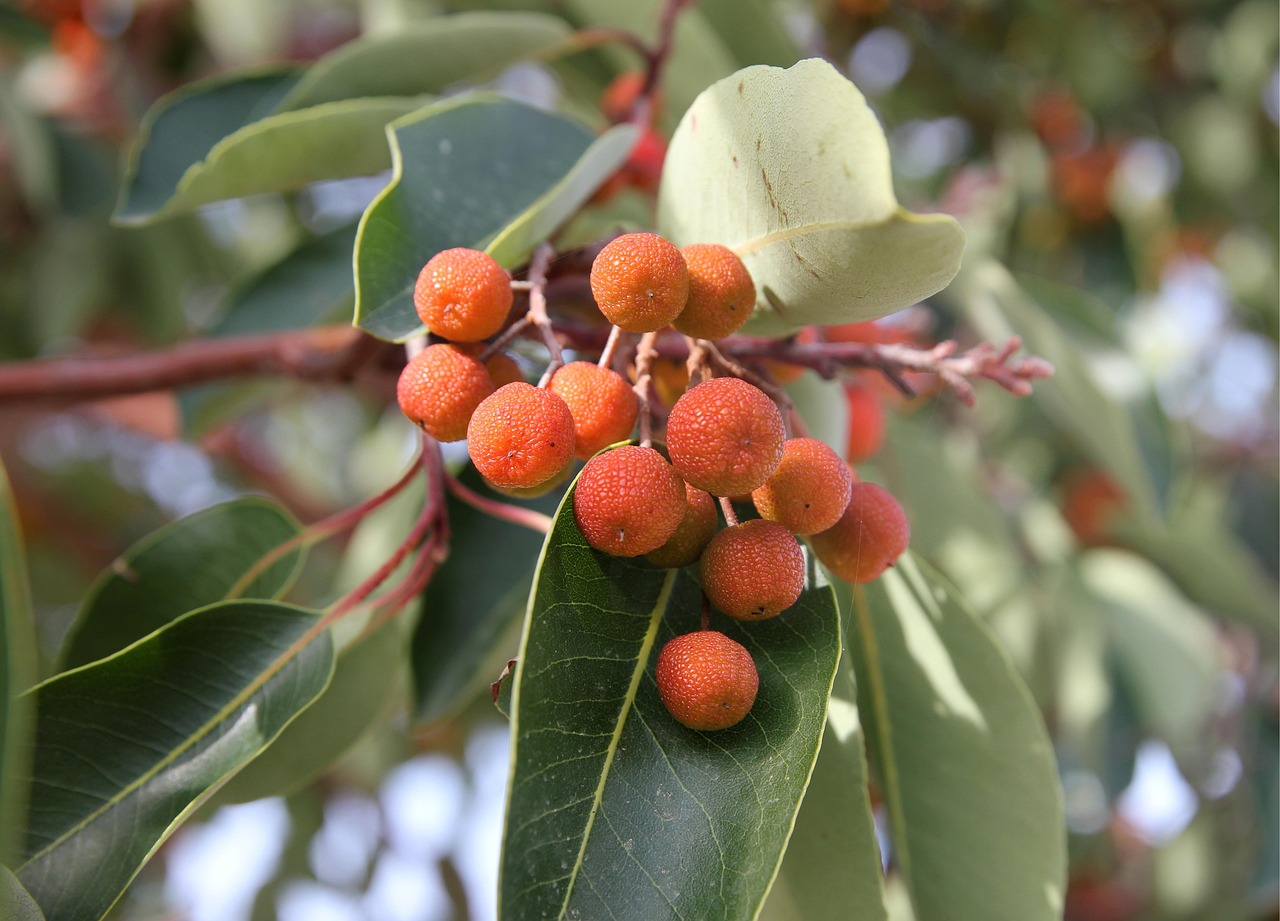 Más de 70 imágenes gratis de Madroño y Naturaleza - Pixabay