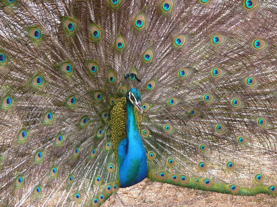 Pea Fowl Peacock Animal - Free photo on Pixabay - Pixabay