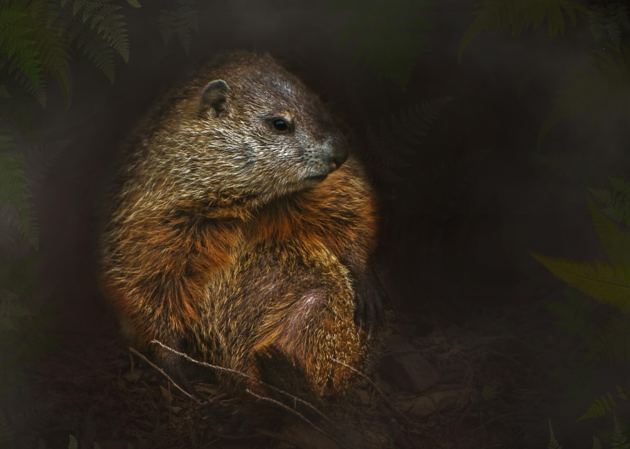Plus de 400 photos gratuites de Marmottes et de Nature - Pixabay