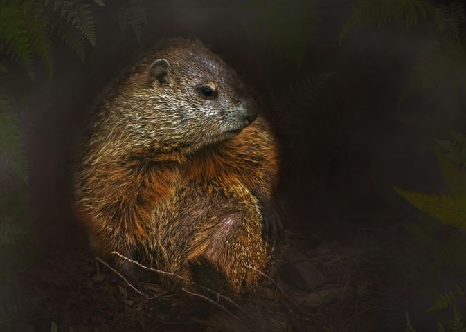90+ Free Groundhog & Animal Images - Pixabay