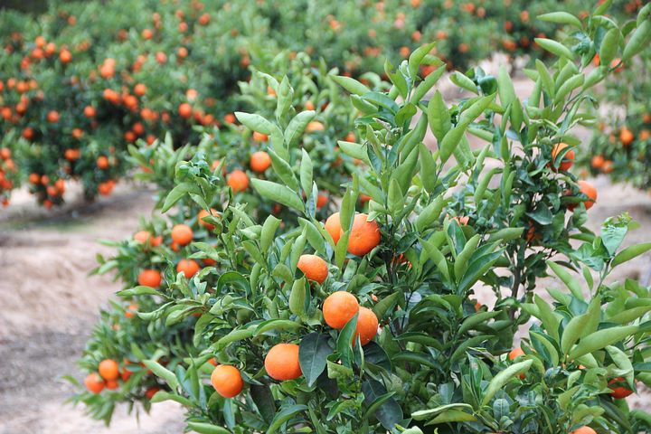 Mais de 10 fotos gratuitas de Pomar De Laranja e Laranja - Pixabay