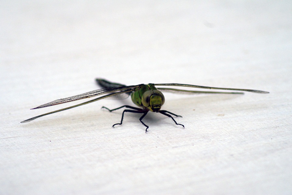 Dragon-Fly Nature Insects - Free photo on Pixabay