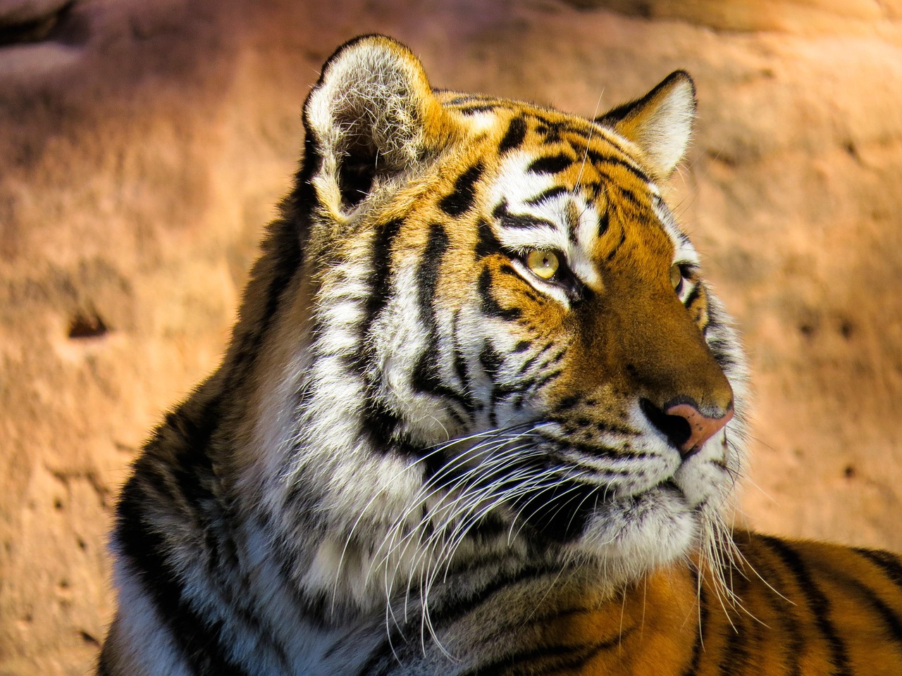 Margasatwa Harimau Pemangsa Kucing - Foto gratis di Pixabay - Pixabay