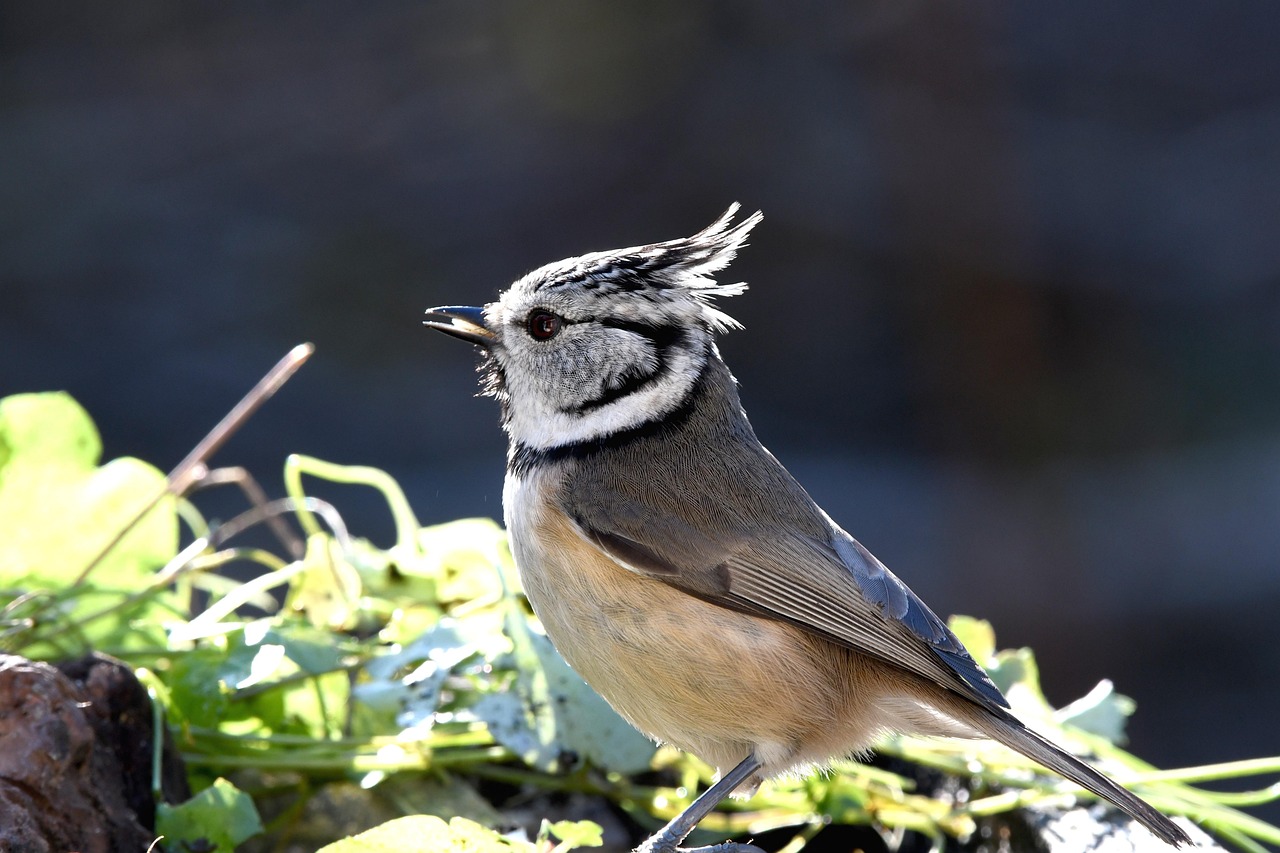 Tit Shag Forest Bird - Free photo on Pixabay