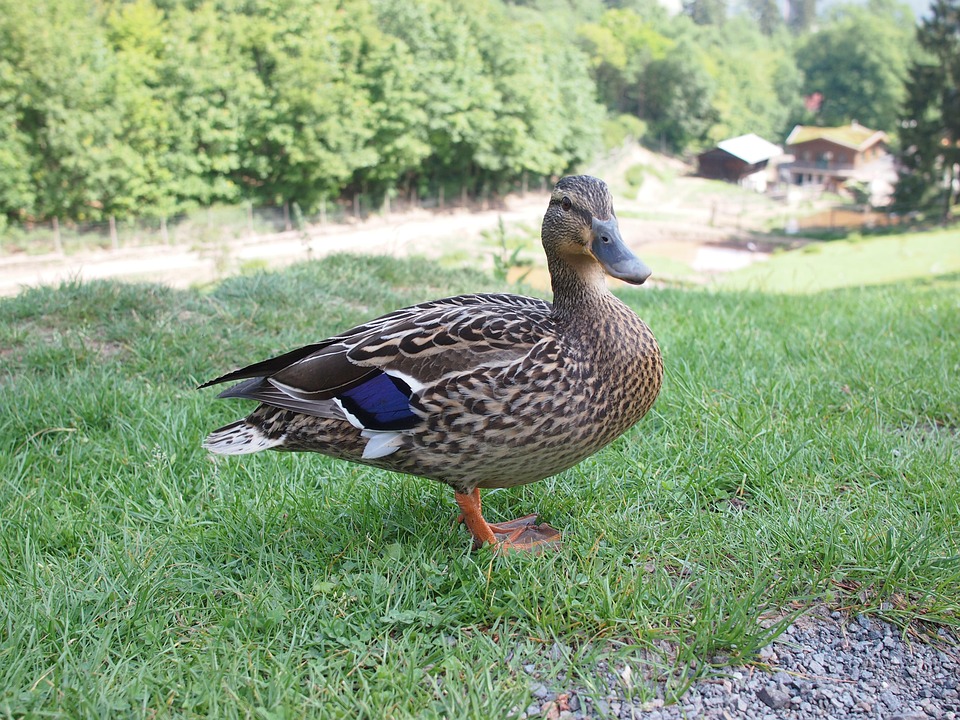 Duck Nature Ente - Kostenloses Foto auf Pixabay - Pixabay