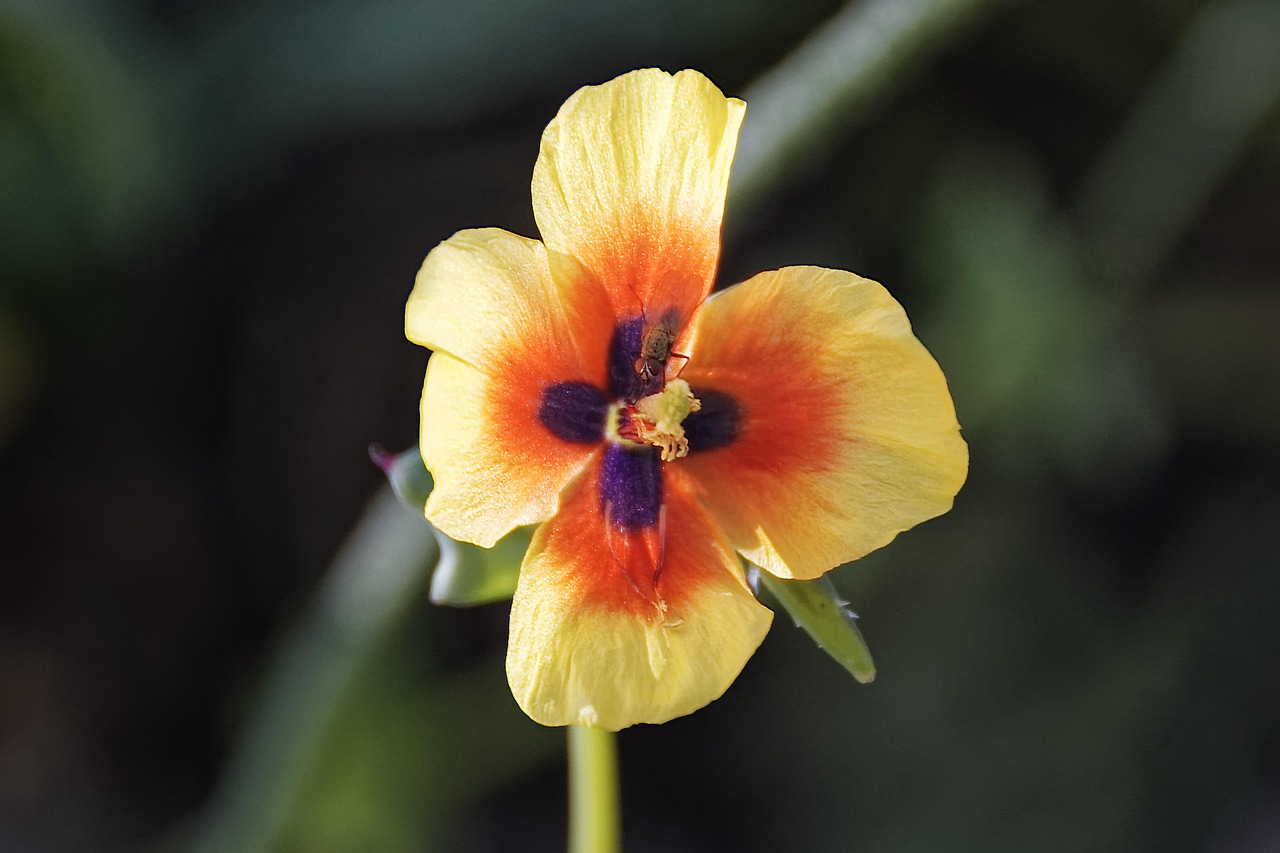 Flor Flores Plantar - Foto gratuita no Pixabay - Pixabay