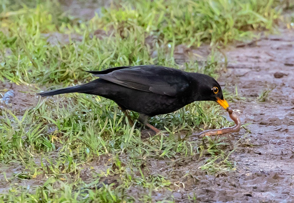 Blackbird Bird European - Free photo on Pixabay